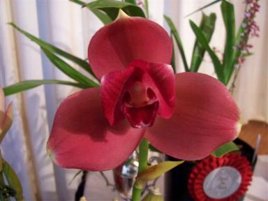 Popular Types of Orchid Plant - Lycaste | Orchid Plant Care